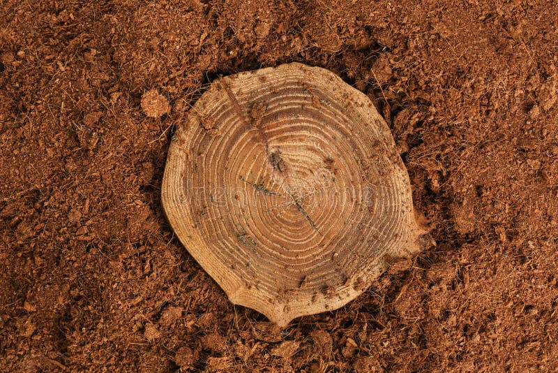 Log of tree in brown soil stock photo. Image of plant - 151259400