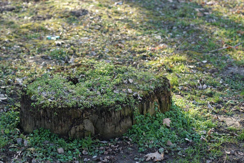 Tree log detailed stock image. Image of gardening, branch - 110688963