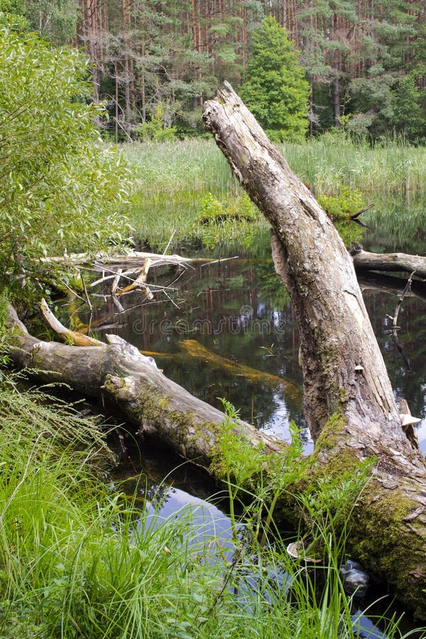 A Log of a Tree Lies in the River, Summer Forest Landscape. Stock Image ...