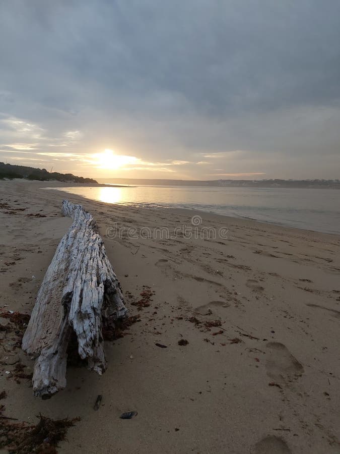 Log Tree Sand Sun Sunset Ocean Summer Stock Photo - Image of sand ...
