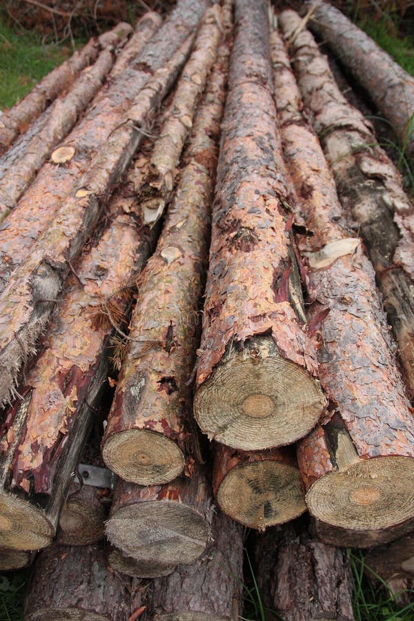 Log trees stock image. Image of countryside, agriculture - 60221321