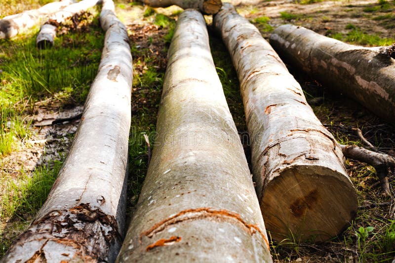Log Trunks Pile in the Forest. Concept Logging Timber and Wood Industry ...