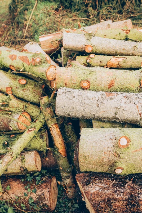 Log Trunks Pile, the Logging Timber Forest Wood Industry Stock Photo ...