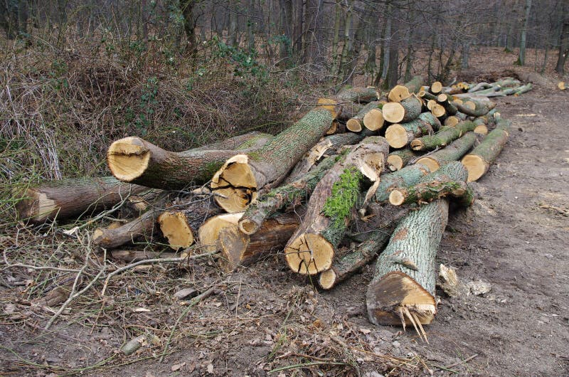 Log Trunks Pile, the Logging Timber Forest Wood Industry, Wood Trunks ...