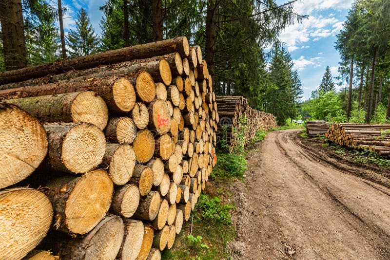 Log Trunks Pile, the Logging Timber Forest Wood Industry. Sawn Trees ...