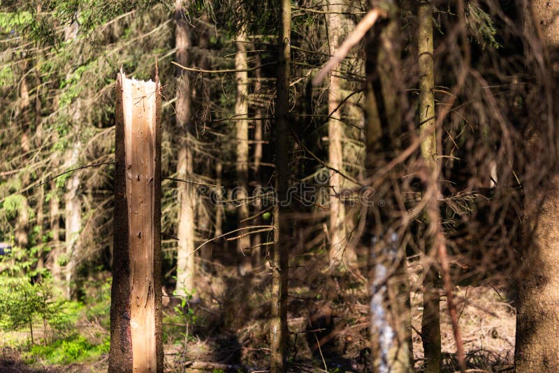 Log Trunks Pile, the Logging Timber Forest Wood Industry. Sawn Trees ...