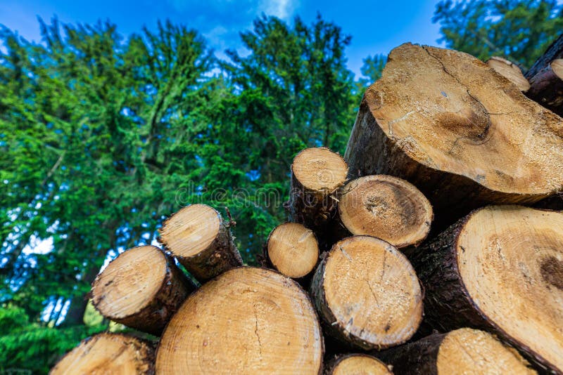 Log Trunks Pile, the Logging Timber Forest Wood Industry. Sawn Trees ...