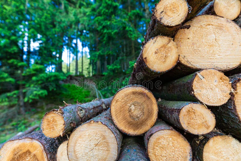 Log Trunks Pile, the Logging Timber Forest Wood Industry. Sawn Trees ...
