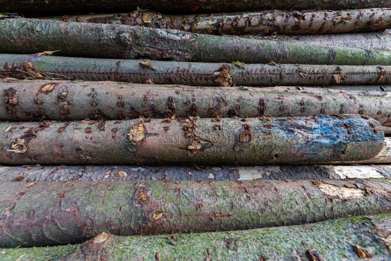Log Trunks Pile, the Logging Timber Forest Wood Industry. Sawn Trees ...