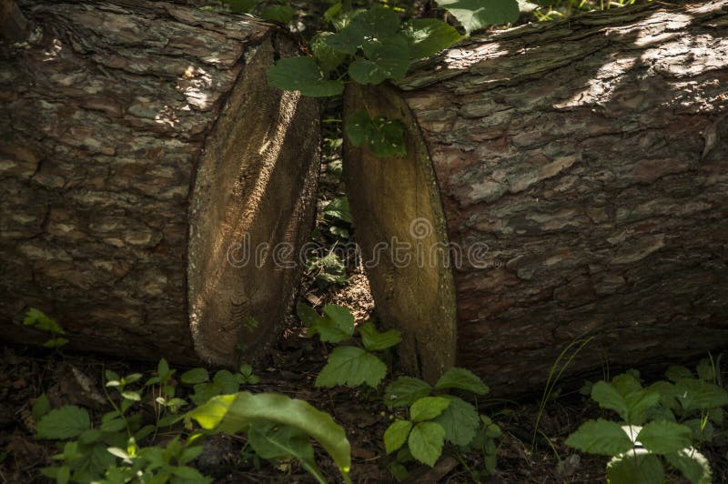 Log Trunks Pile, the Logging Timber Wood Industry Stock Image - Image ...
