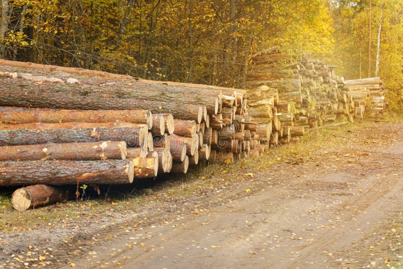 Log Trunks Stacked in the Forest Along the Road. Stock Photo - Image of ...