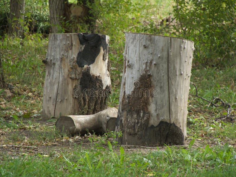 A log between two stumps stock image. Image of ecology - 21709339