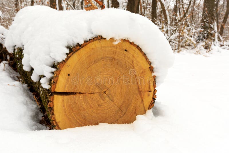 Log under snow stock image. Image of natural, energy - 47478717