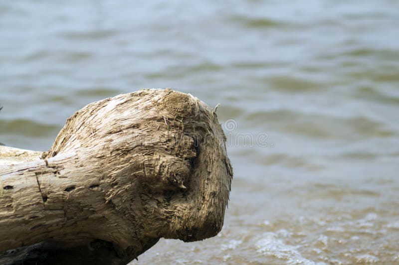 Log Unusual Shape Against the Background of Small Waves Stock Photo ...