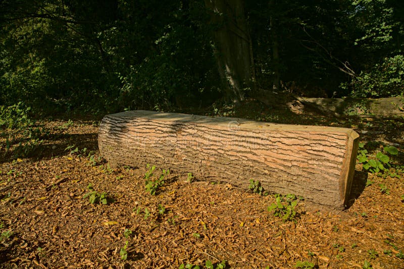 A Log Used As a Bench with Fallen Leaves on the Ground Stock Photo ...