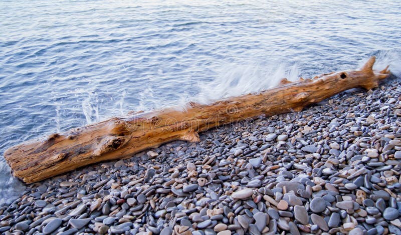 Log washed ashore stock image. Image of waves, single - 26657231