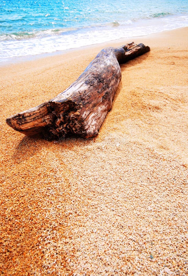 Log washed ashore stock photo. Image of sandy, ashore - 3033136