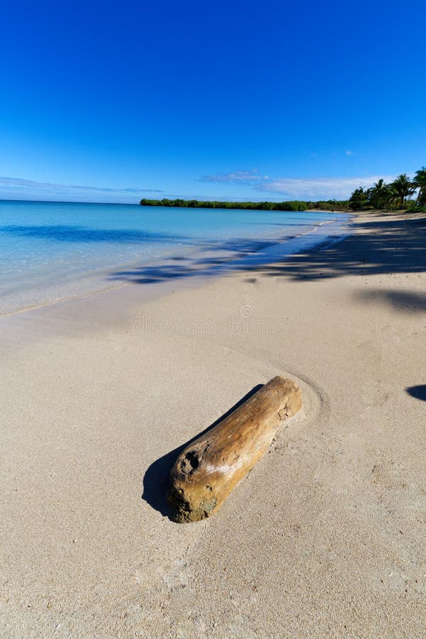 Log Washed Up on a Beach in Fiji Stock Image - Image of borabora, palm ...