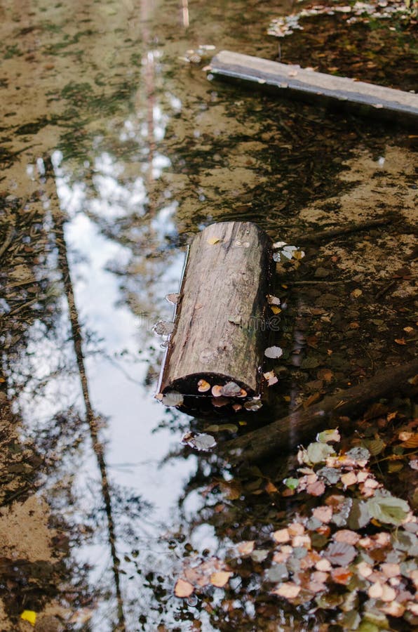 A Log in the Water with Fallen Leaves Stock Image - Image of pine, tree ...