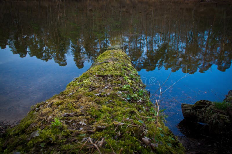 Log in Water Lake Conifer Mirror Stock Photo - Image of growth, hike ...