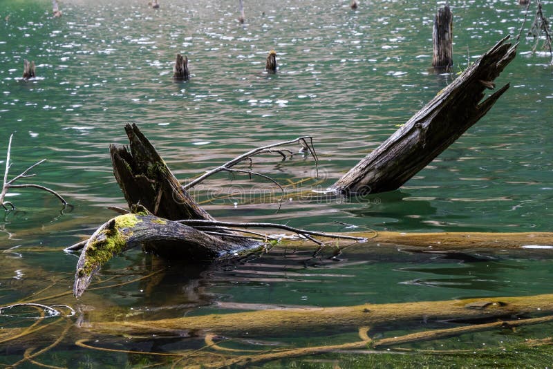 Log in water stock photo. Image of water, pond, plant - 76009922