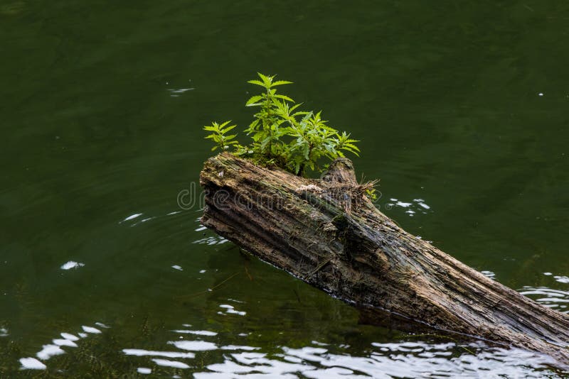Log in water stock image. Image of foliage, green, branch - 76009933