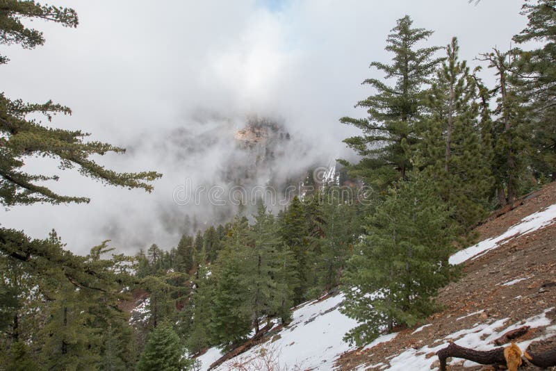 Log in Wild Forest stock image. Image of national, angelescrest - 111995539