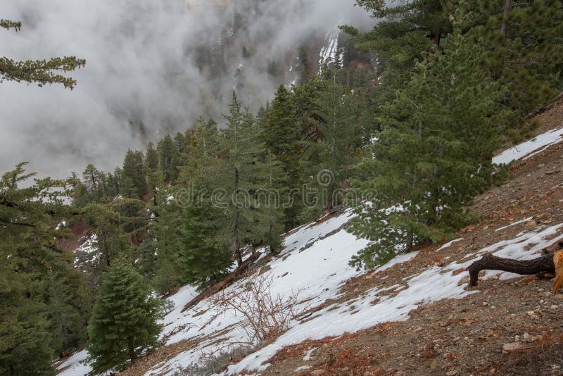 Log in Wild Forest stock photo. Image of national, redwood - 111995536