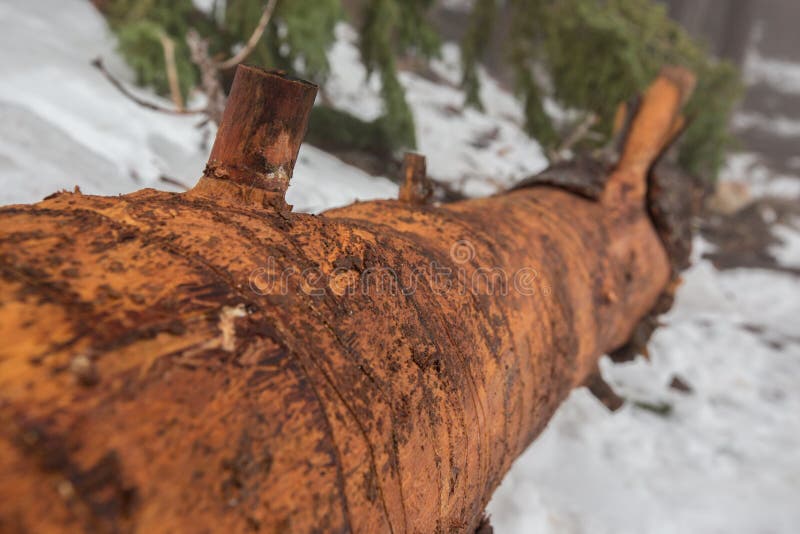 Log in Wild Forest stock image. Image of beautiful, flowers - 111995555