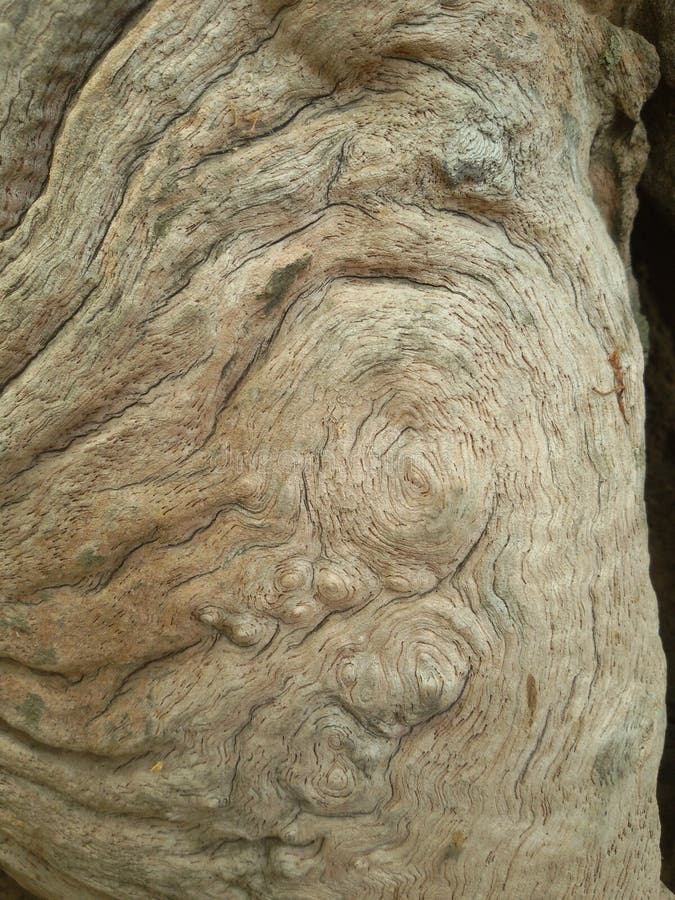 Log wood brown texture stock photo. Image of trunk, texture - 52585682