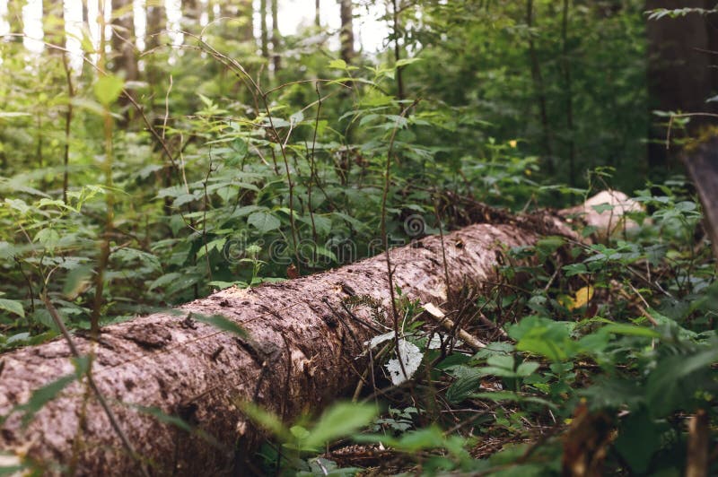 A Log of Wood in the Forest Stock Image - Image of summer, vegetation ...