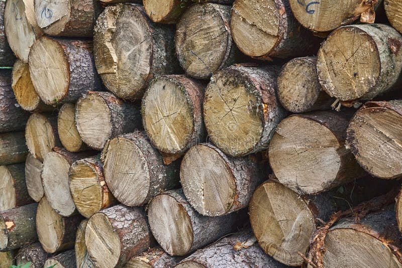 Log wood pile stock photo. Image of natural, trunk, forest - 257433908