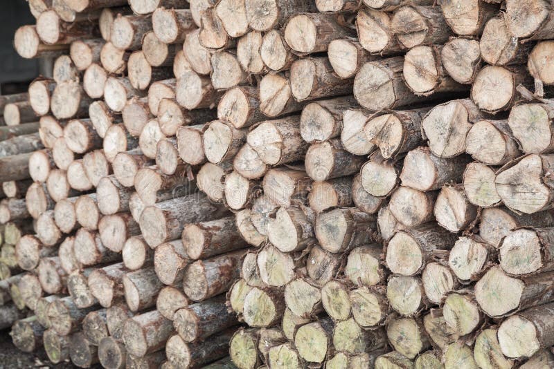 Log in wood shop stock photo. Image of outdoors, forest - 61691522