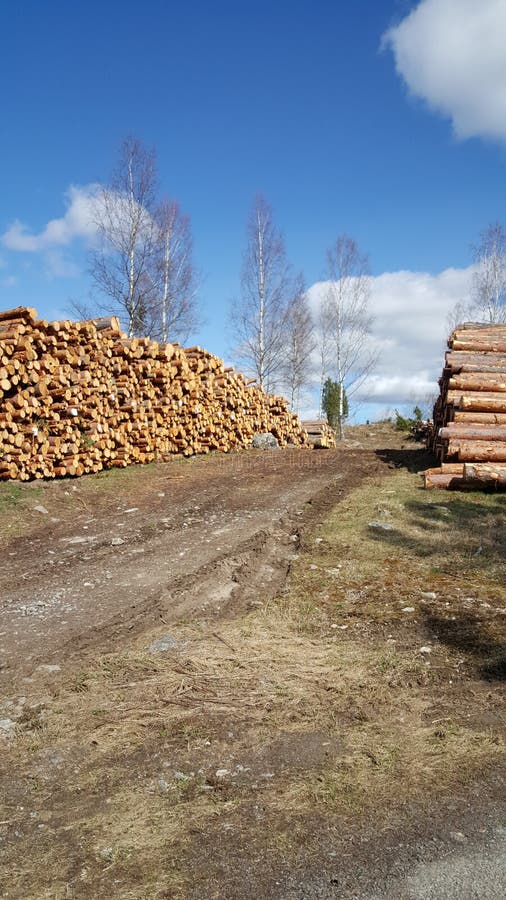Log wood stock photo. Image of wood, spring, trees, citron - 53344440