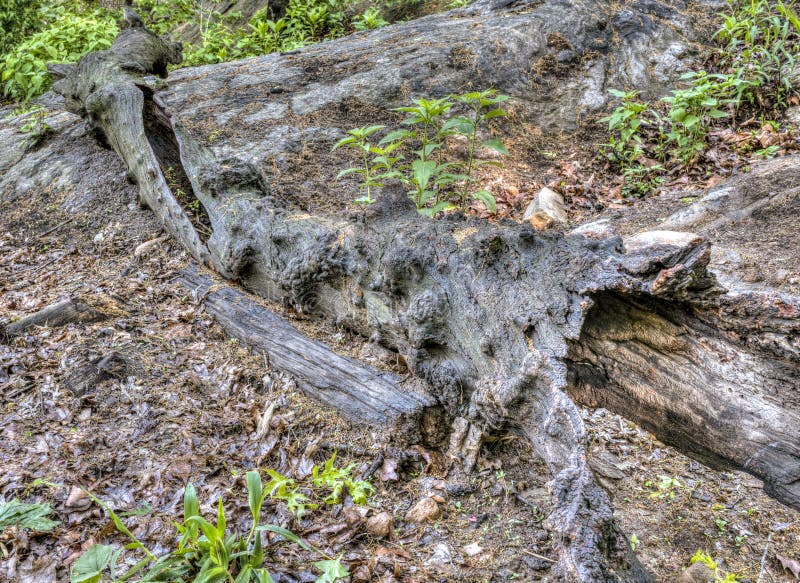Old Fallen Rotting Log In The Woods Stock Image - Image of rotting ...