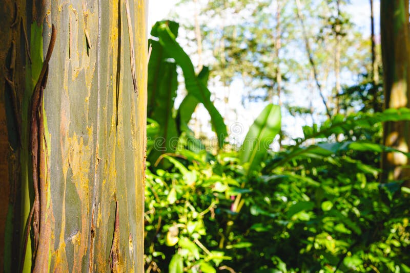 Log of a Worn-out Tree in the Rainforest Stock Image - Image of pattern ...