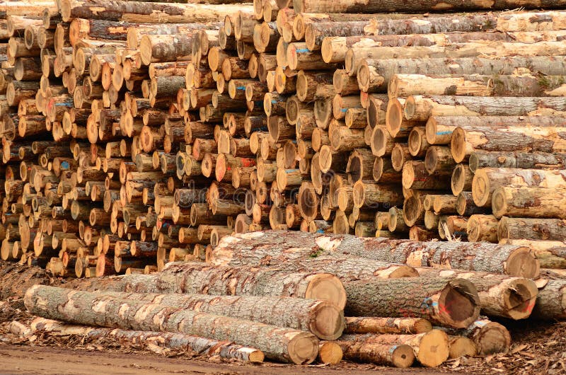 Log Yard stock photo. Image of materials, lumber, pile - 21423226