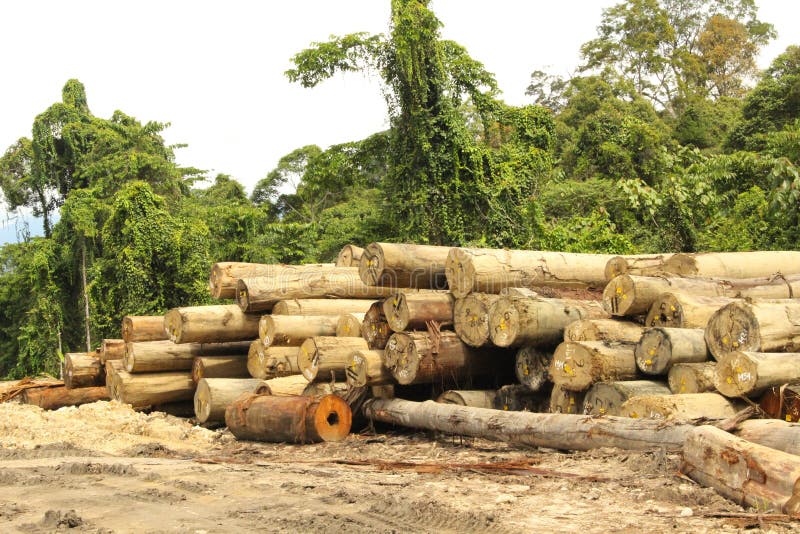 Log yard stock image. Image of borneo, yard, timber - 108724389