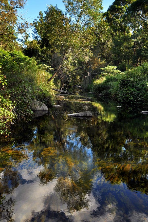 Logan river in the forest stock image. Image of queensland - 70660219