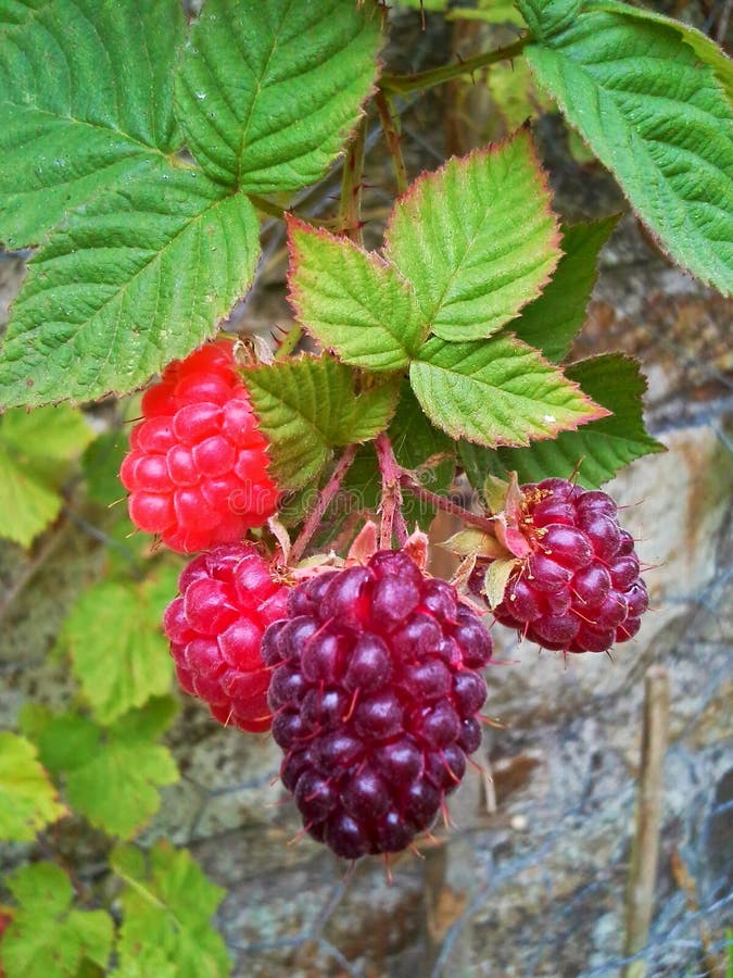 Loganberries and Leaves stock image. Image of food, fruit - 95196167