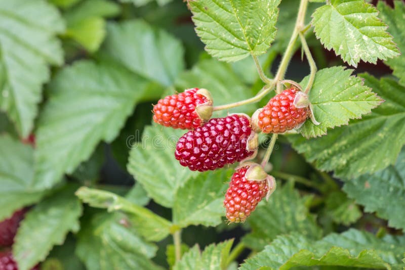 Loganberry Bush with Ripening Loganberries Stock Image - Image of plant ...