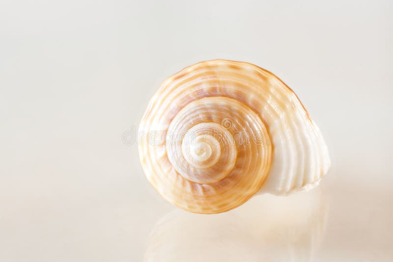 Spiral Seashell on Reflective Surface Stock Photo - Image of isolated ...