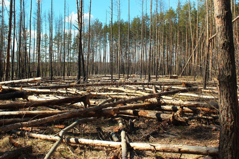 Logged Forest stock image. Image of logs, environment - 2903195