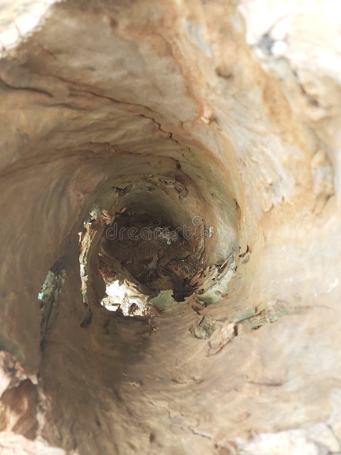 Logged Down Tree stock image. Image of soil, hole, tree - 266558473