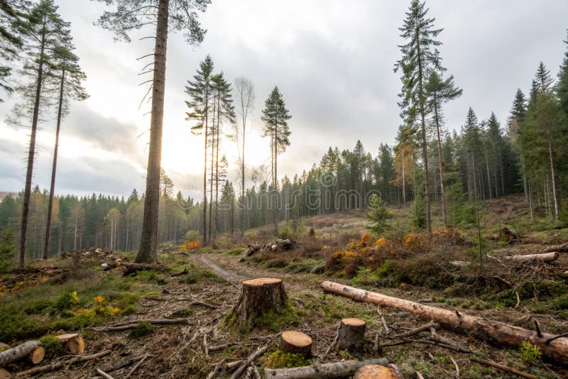 Logged Forest Landscape in Norway Stock Illustration - Illustration of ...