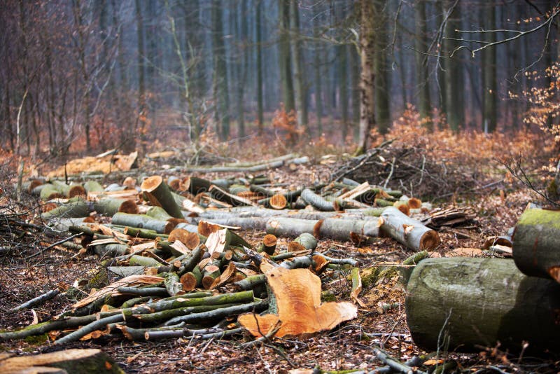 Logged Forest stock image. Image of clearing, disaster - 2903195