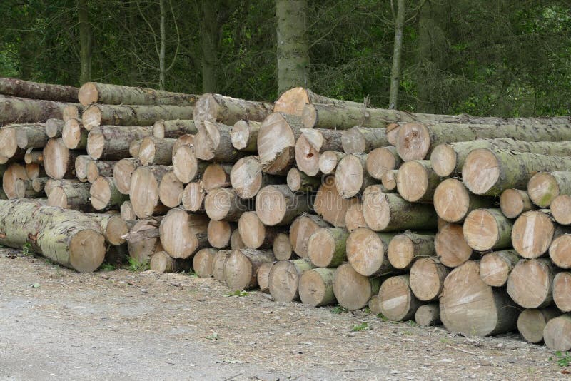 Logged stock photo. Image of logged, logging, front, downed - 75632648