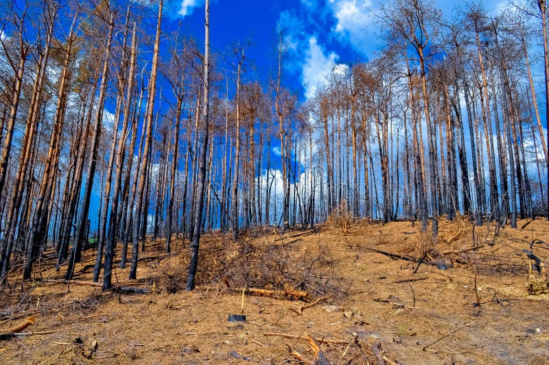 Logged pine forest stock photo. Image of affected, branch - 314532256