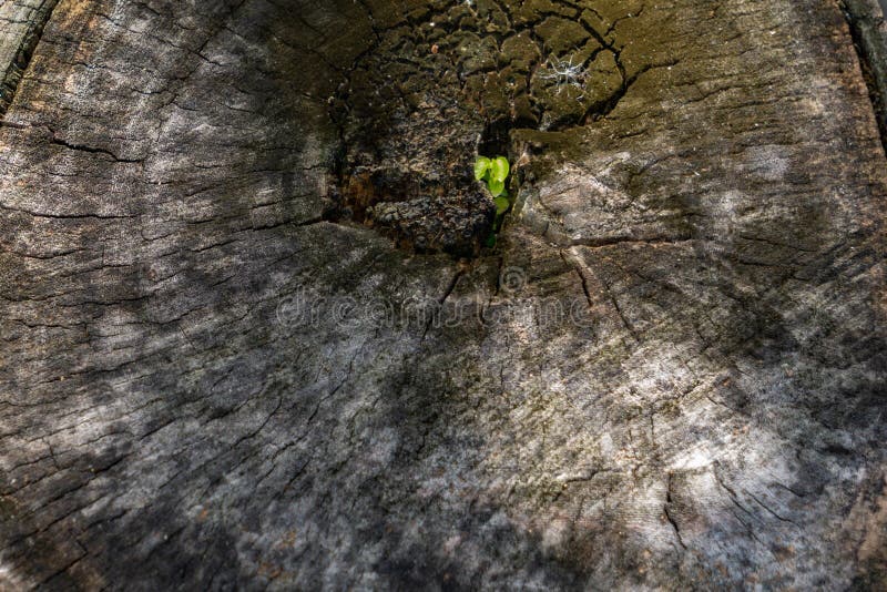 Logged Tree Stump, Close Up Old Wood Texture For Background. Stock ...