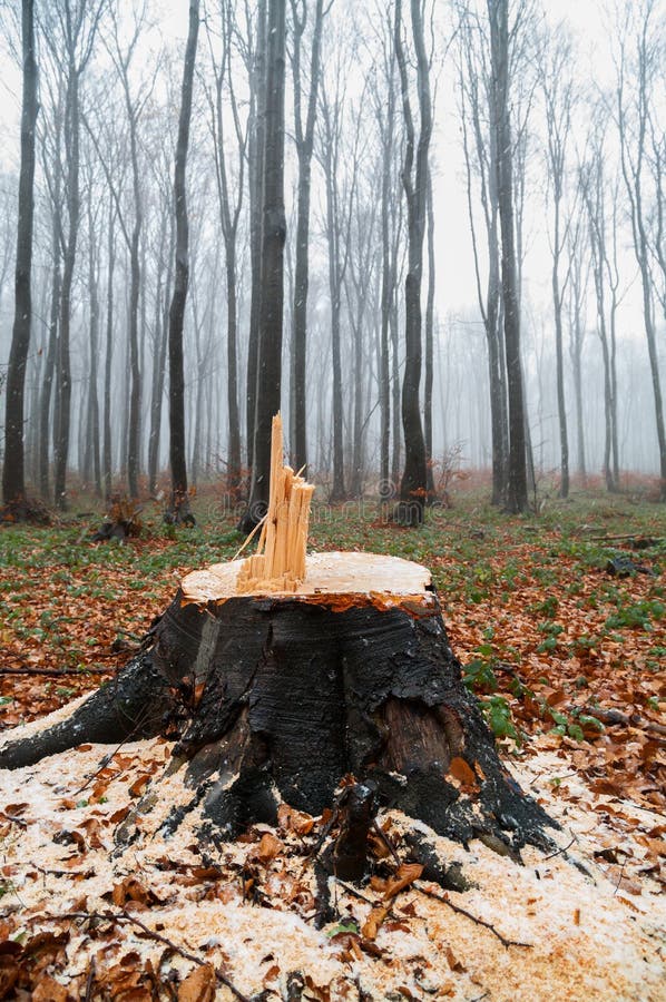 Logged tree stump. stock photo. Image of forestry, reduction - 114011516